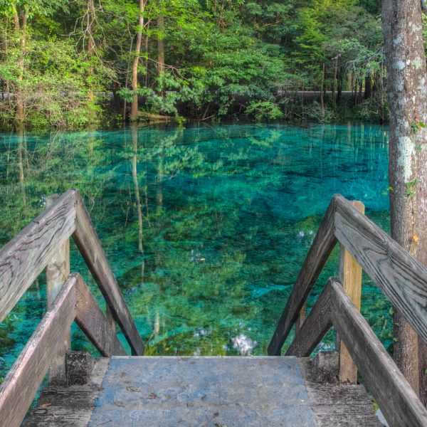 TREEO – University of Florida